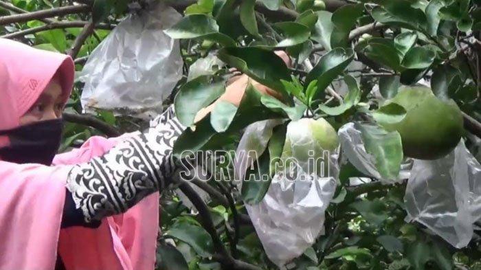 Perayaan Imlek, Petani Jeruk Pamelo di Kabupaten Magetan Sepi Pesanan ...