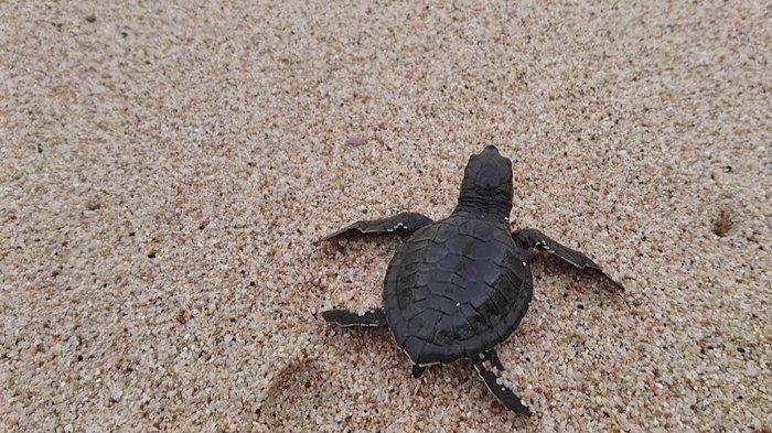Selamatkan Penyu dari Predator, Pokdarwis Pantai Sanggar Tulungagung ...