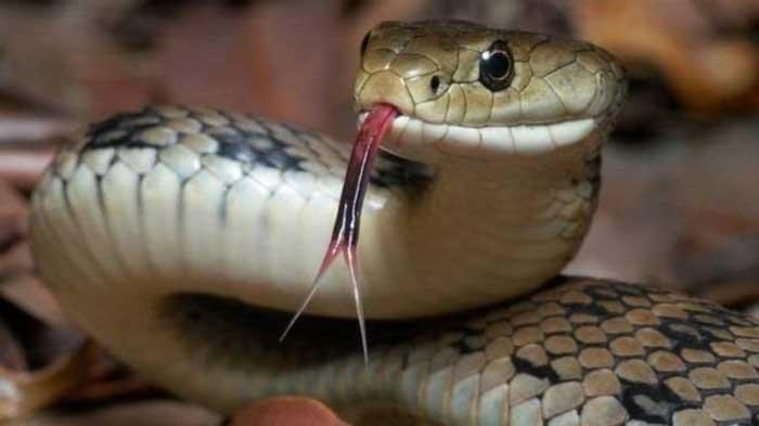 Doa Mengusir Ular Kobra, Arab, Latin, dan Artinya; Teror Hewan Berbisa ...