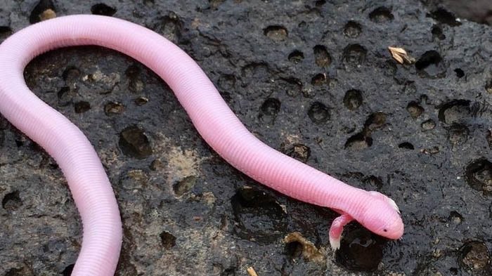 VIDEO - Hewan Warna Pink Ini Mirip Ular, Tapi Lihat Baik-baik saat Ia ...
