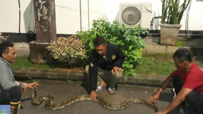 Ular Piton Merangsek ke Pemukiman Sugiharjo Tuban, Warga Khawatir Mangsa Hewan Ternak - Surya.co.id