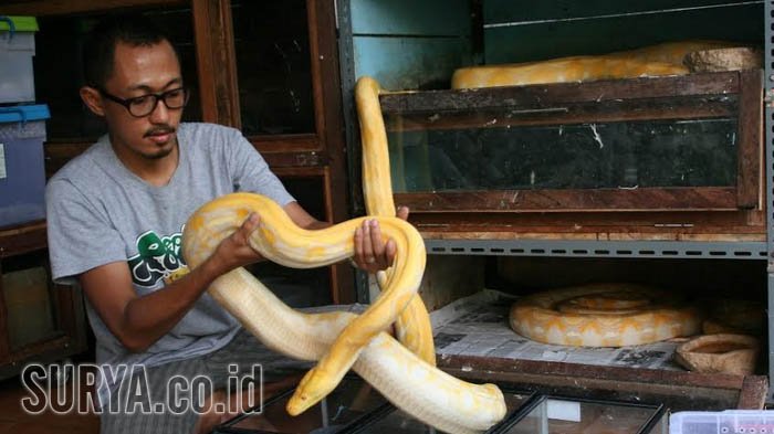 Kisah Azen, Peternak Ular Piton Asal Tulungagung, Sebulan Minimal Jual ...