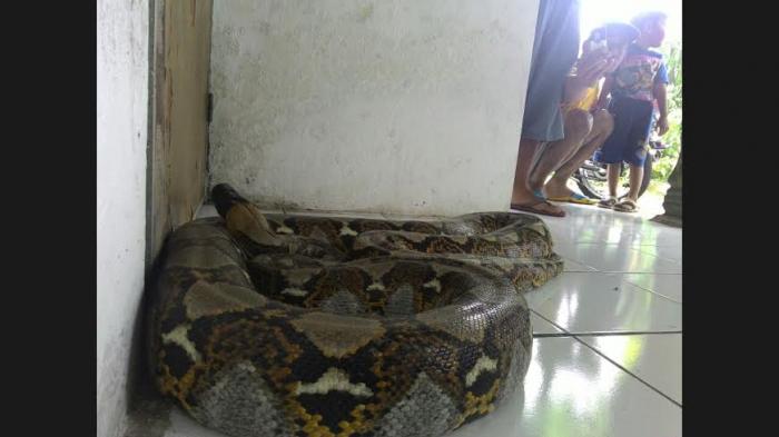 Ular Python Bersemayam di Atap Salon, Pemilk Salon Pingsan - Surya.co.id