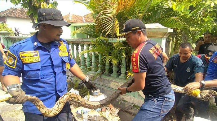 Evakuasi Ular Sepanjang 4 Meter di Kebonsari Madiun Berjalan Dramatis ...