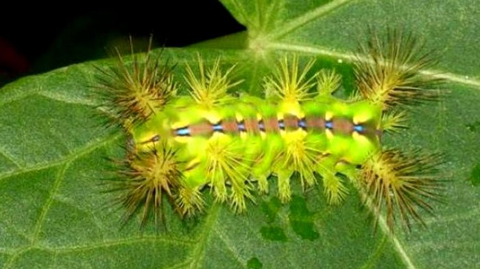 3 Jenis Ulat ini Bikin Gatal dan Perih, Jenis Ke- 3 bahkan seperti ...