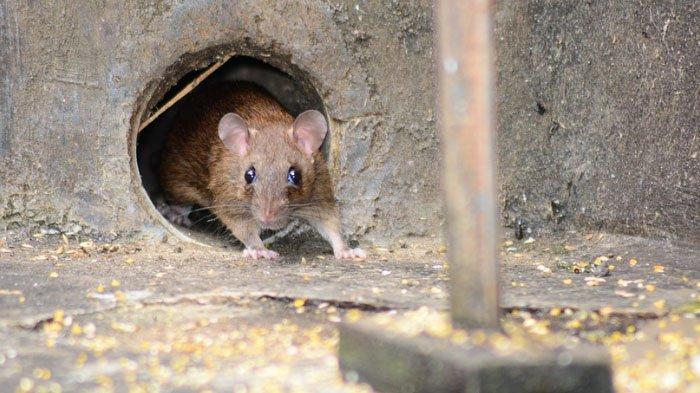 Hasil Uji Laboratorium : Ditemukan Tikus Pembawa Bakteri Leptospira di ...