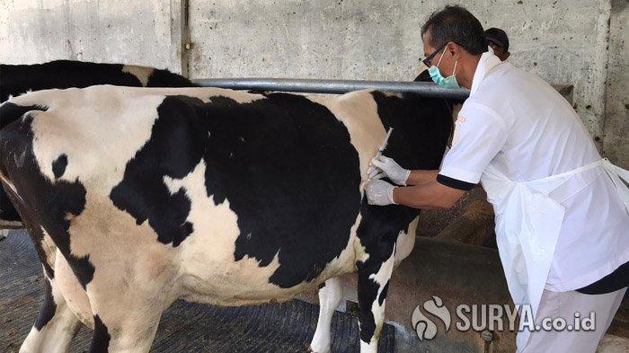 Antisipasi Penyakit Brucella, Pemkab Kediri Lakukan Vaksinasi 1.000 ...