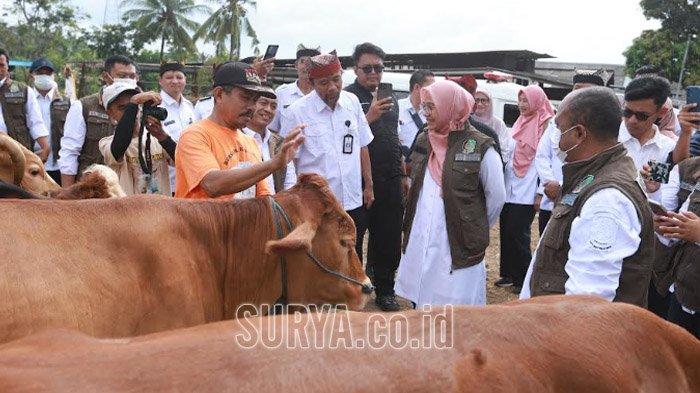 Cegah Penyakit Mulut dan Kuku, Puluhan Ribu Sapi Ternak di Kabupaten ...