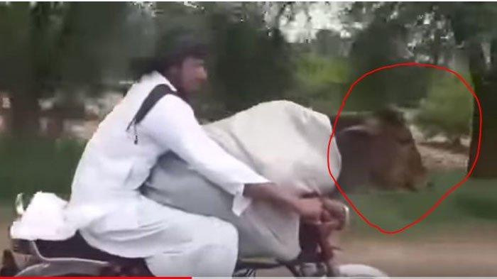 Video Sapi Duduk Santai Dibonceng Naik Motor di Jalanan Viral di Medsos ...