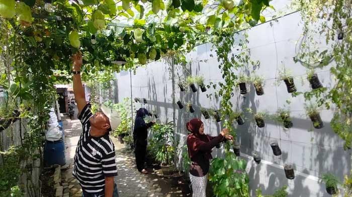 Tanaman Asal Afrika Dibudidayakan Oleh Kampung Batik Okra di Bubutan ...