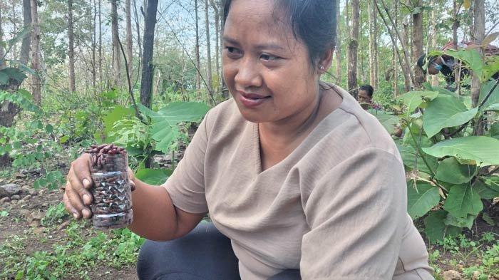 Tradisi Unik Warga Kabupaten Madiun, Berburu Entung Ulat Jati Jelang ...