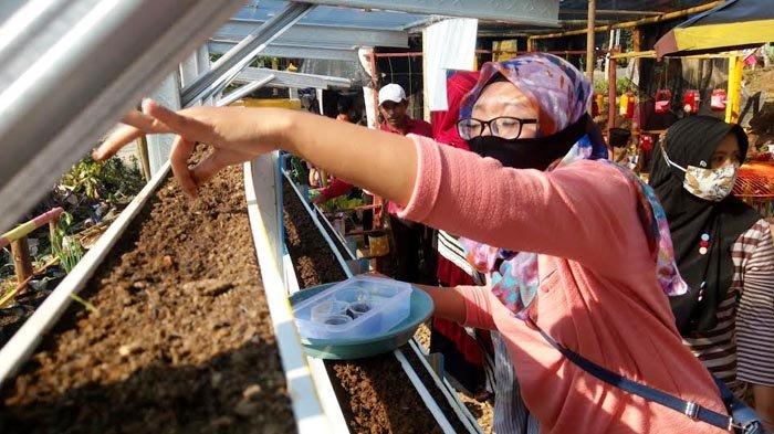 Dinas Pertanian dan Pangan Trenggalek Kembangkan Demplot di 6 Desa Agar ...