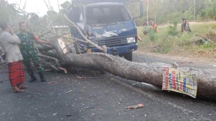 Warga Nganjuk Diminta Waspadai Pohon Tumbang, Angin Kencang Kerap Terjadi di Musim Kemarau ...