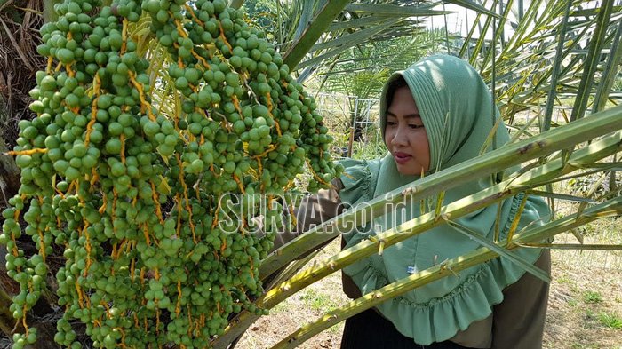 Berkunjung ke Kebun Kurma Pasuruan, Bisa Petik Kurma Muda dan Nikmati ...