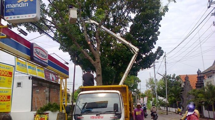 Pohon Rimbun dan Lapuk Mulai Dikeprasi - Surya.co.id