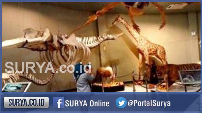 Tahun Baru Tiket Maharani Zoo dan Goa Rp 60 Ribu - Surya.co.id