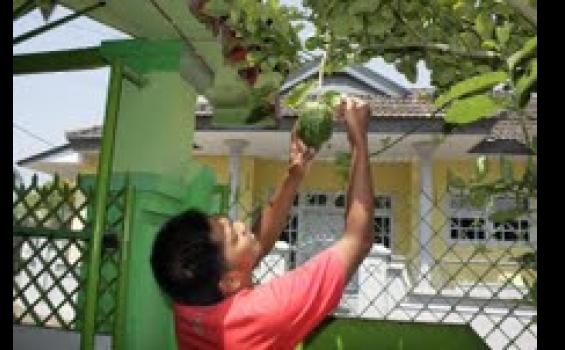 Jerpaya, Tanaman Baru yang Dipercaya Bisa Obati Kanker - Surya.co.id