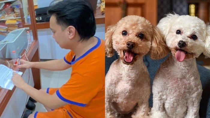 Arti Poodle Anjing Pudel? Pemicu Ivan Sugianto Jadi Tersangka Usai ...