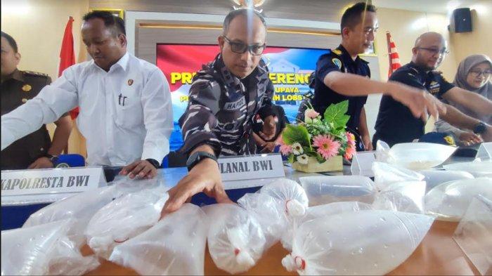 9 Ribu Benur atau Benih Lobster Gagal Diselundupkan, Lanal Banyuwangi ...
