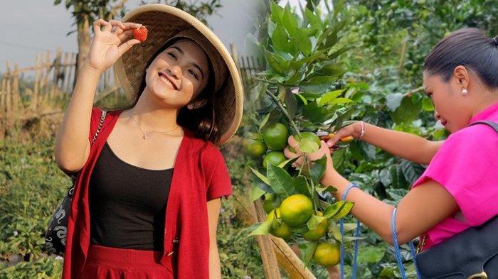 Daftar Wisata Petik Jeruk Malang, Apel, Stroberi sampai Jambu Merah ...