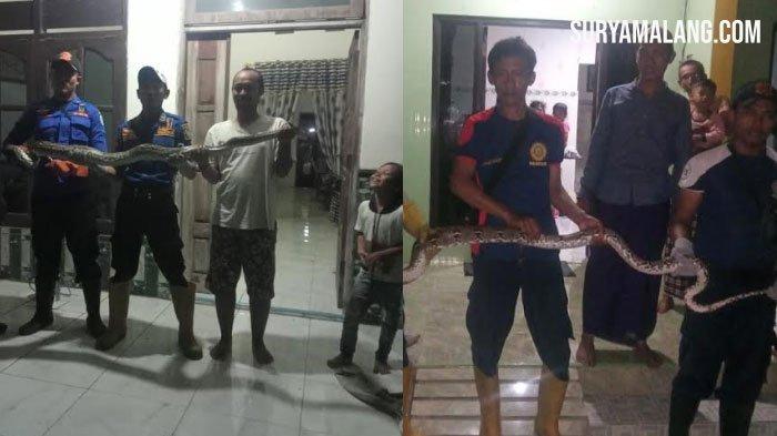 2 Ular Sanca Masuk Kandang Ayam dan Rumah Warga di Paciran, Lamongan ...