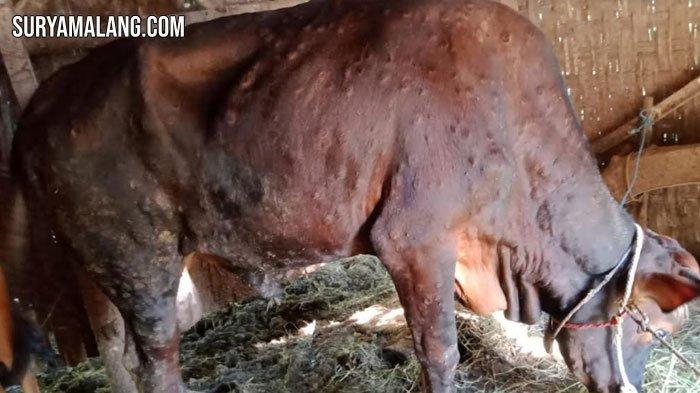 Gejala Lumpy Skin Disease Pada Sapi Mulai Menjalar di Sampang, Madura ...