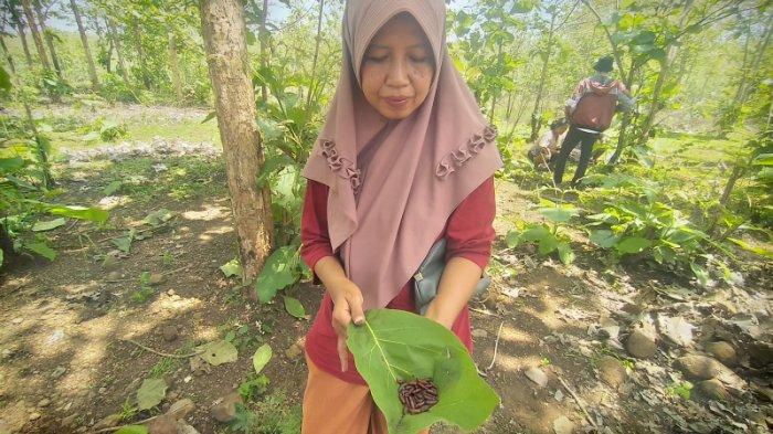 Tradisi Unik Puluhan Warga Kabupaten Madiun, Berburu Entung Ulat Jati Jelang Akhir Tahun ...