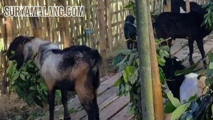 Harga Kambing Kacang Capai Rp 4,5 Juta di Sumenep, Madura - Suryamalang.com