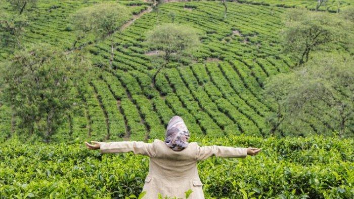 Wisata Malang Terbaru Kebun Teh Wonosari, Banyak Aktivitas: Bersepeda ...
