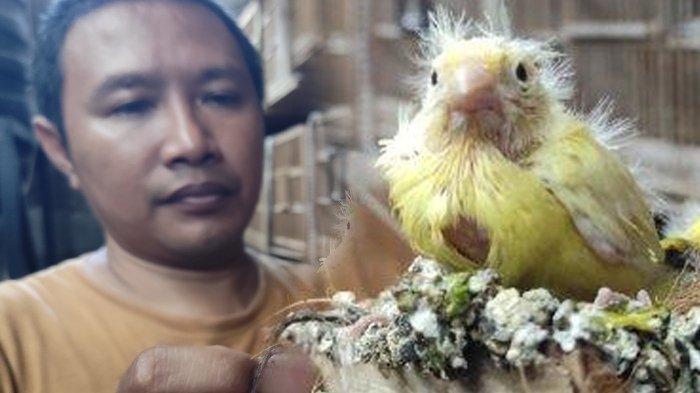 Omzet Menggiurkan Ternak Burung Kenari, Pria di Blitar Gak Nyesal ...