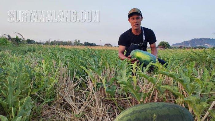 Petani Muda Gresik Tanam Semangka Tanpa Pupuk Kimia Bisa Untung Rp 16 ...