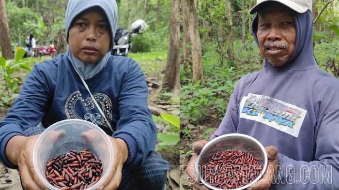 Kepompong Ulat Pohon Jati Laku Rp 125.000 per Kg, Warga Semangat ...