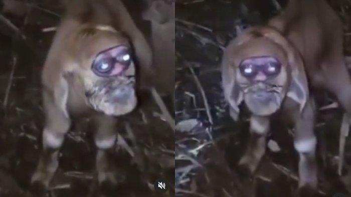Penampakan Anak kambing Berwajah Seram Mirip Monyet, Bola Mata Melotot ...