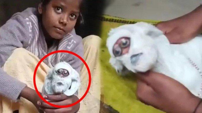 Penampakan Kambing Lahir dengan Wajah Mirip Manusia Viral, Banyak Warga ...