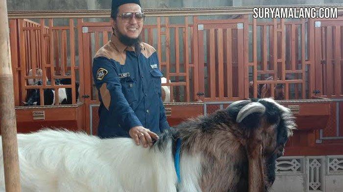 Kaji Brewok Farm di Malang Bagikan 5.000 Kambing Kurban - Suryamalang.com