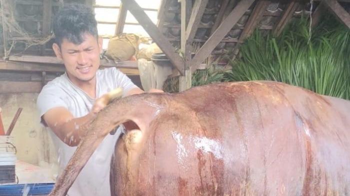 PMK pada Sapi Bikin Peternak di Kota Batu Resah, Harga Daging Turun ...