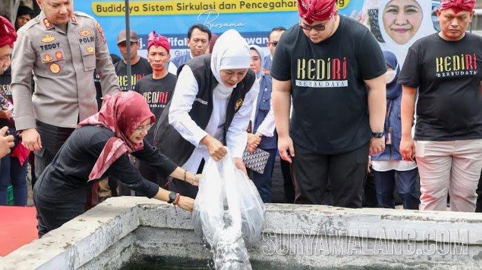 Melihat Peternakan Republik Lele di Desa Tulungrejo Kecamatan Pare ...