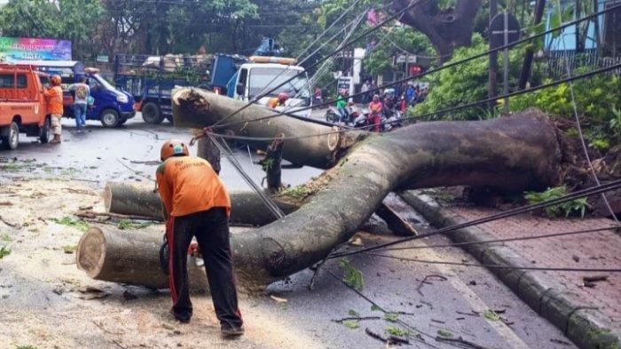 Pohon Sengon Buto Setinggi 25 Meter Tumbang di Jalan Sulawesi, Kota ...