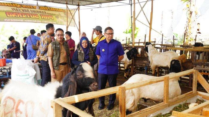 Pemkot Batu Beri Label Sehat pada Ternak, Demi Pastikan Hewan Kurban Aman Dikonsumsi ...