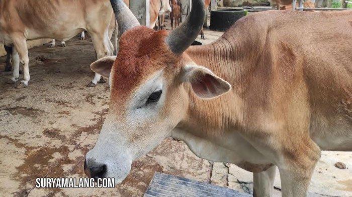 Sapi Jenis Ini Tinggal 25 Ekor di Trenggalek, Pemkab Targetkan ...