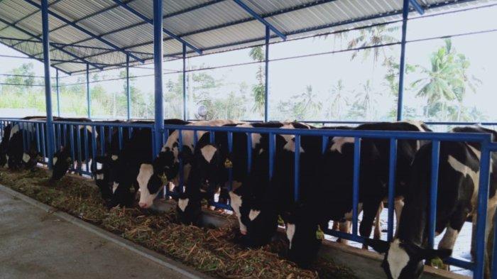 Produksi Susu Sapi di Kabupaten Malang Sempat Turun saat PMK, Dinas ...