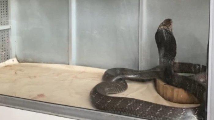 Imam Tewas Digigit Ular King Kobra Peliharaannya di Trenggalek ...