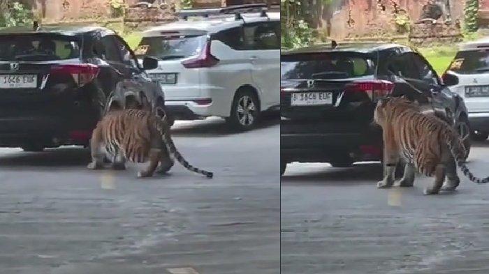 Video Harimau Gigit Ban Mobil Sampai Pecah di Taman Safari Bogor, Satu ...