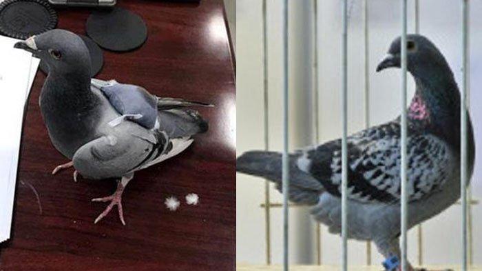 Viral Burung Merpati Ditahan Polisi Karena Diduga Mata-mata Negara Lain ...