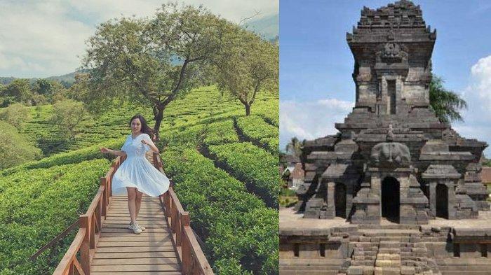 Wisata Malang Terbaru yang Berada di Area yang Sama: Kebun Teh Wonosari ...