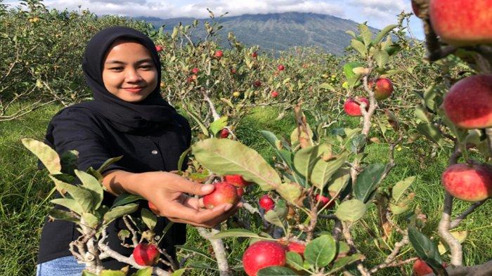 Wisata Petik Apel di Kota Batu, Hotel Wajib Suguhkan Apel di Setiap Kamar Tamu - Suryamalang.com