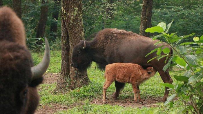 Tiga Bayi Bison Keturunan Amerika Dan Eropa Lengkapi Koleksi Satwa di ...