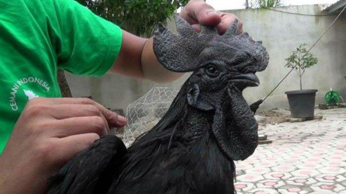 Fakta Seputar Ayam Cemani, Mulai Asal-usul Sampai Bagian yang Masih ...