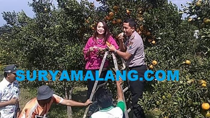 Destinasi Wisata Buah Jeruk di Kota Batu, Balitjestro, Makin Diminati ...