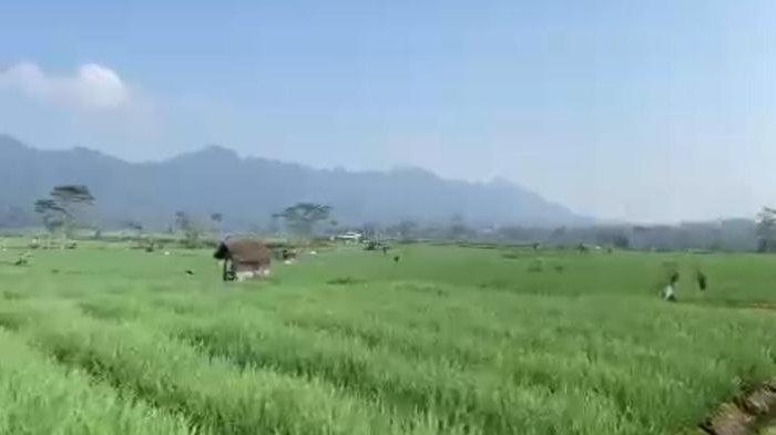 Bawang Merah Batu Ijo di Lereng Gunung Kawi Bikin Sejahtera Petani di ...